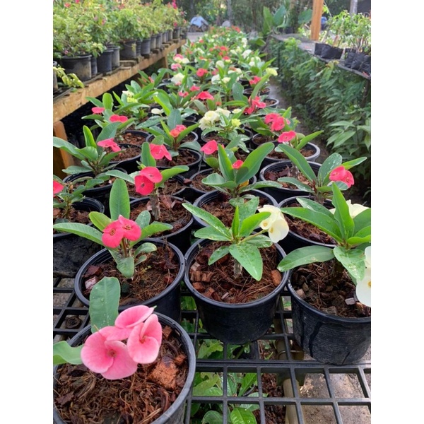 Pokok Bunga Posian Bunga Besar | Shopee Malaysia