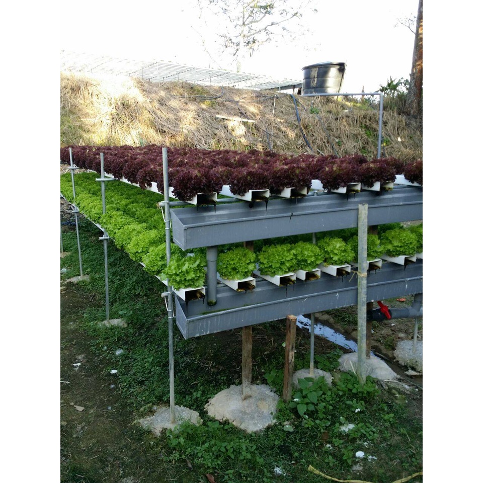 1 meter / 1.5meter 🔥2" x 4" inch Hydroponic pipe/mesh cup Hydroponic ...