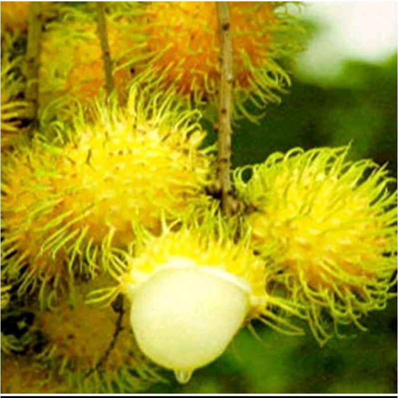 Anak Pokok Rambutan Gading Hybrid Ready Stock🌱🔥黄壳红毛丹树苗 🌱Pokok Rambutan ...