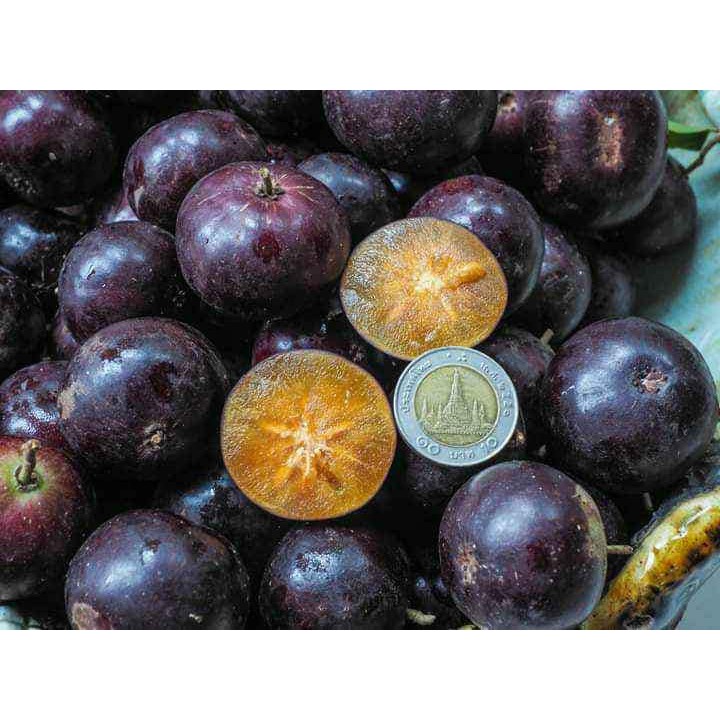 POKOK kerkuk jumbo, aka rokam madu | Shopee Malaysia