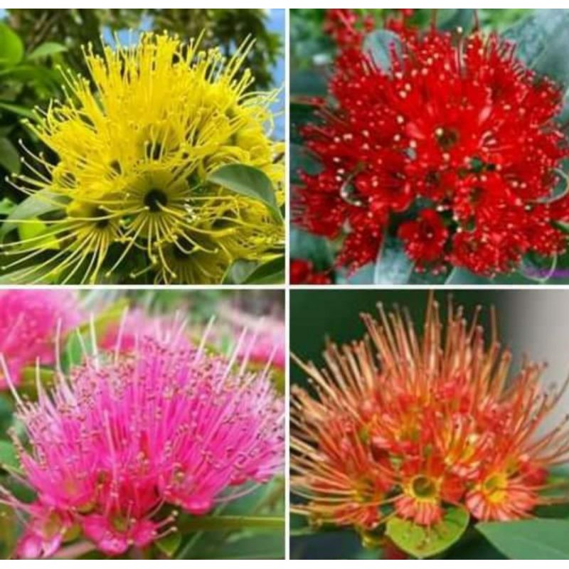 bunga untuk kelulut (penda) [anak pokok] | Shopee Malaysia