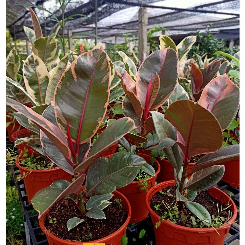 💥💥READY STOCK [LIVE PLANT] FICUS ELASTICA/LYRATA/RUBY/Fidle Fig💥💥 ...