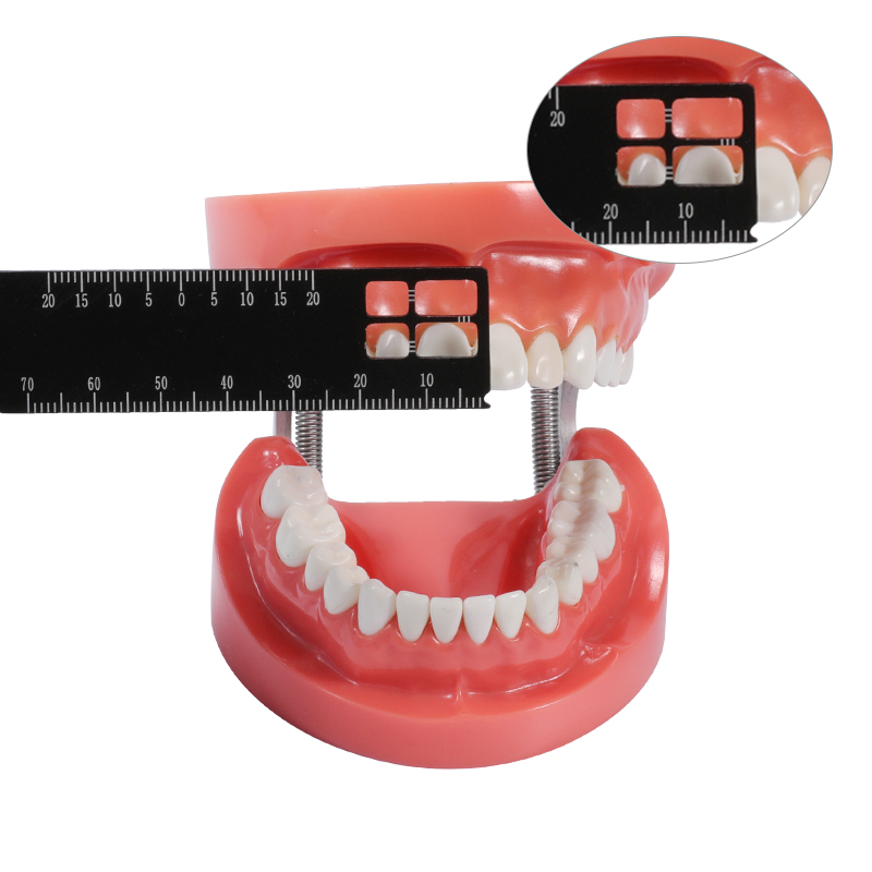 Dental Ruler Dental Precision Measuring Ruler for Photography and ...