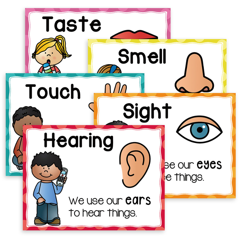 5 Sheets Five Senses Five Senses English A4 Posters Big Card Children ...