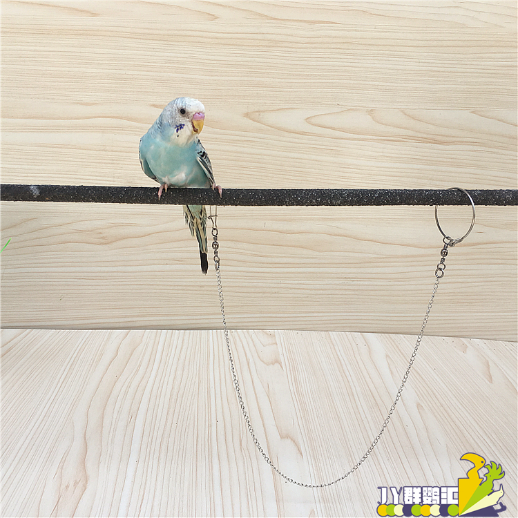 Parrot Leg Ring Anklet Foot Chain 40cm Bird Outdoor Flying Workout ...