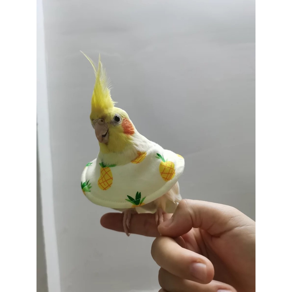 Cockatiel Lovebird Parrot Bird Elizabethan Collar Anti-Biting Hair ...