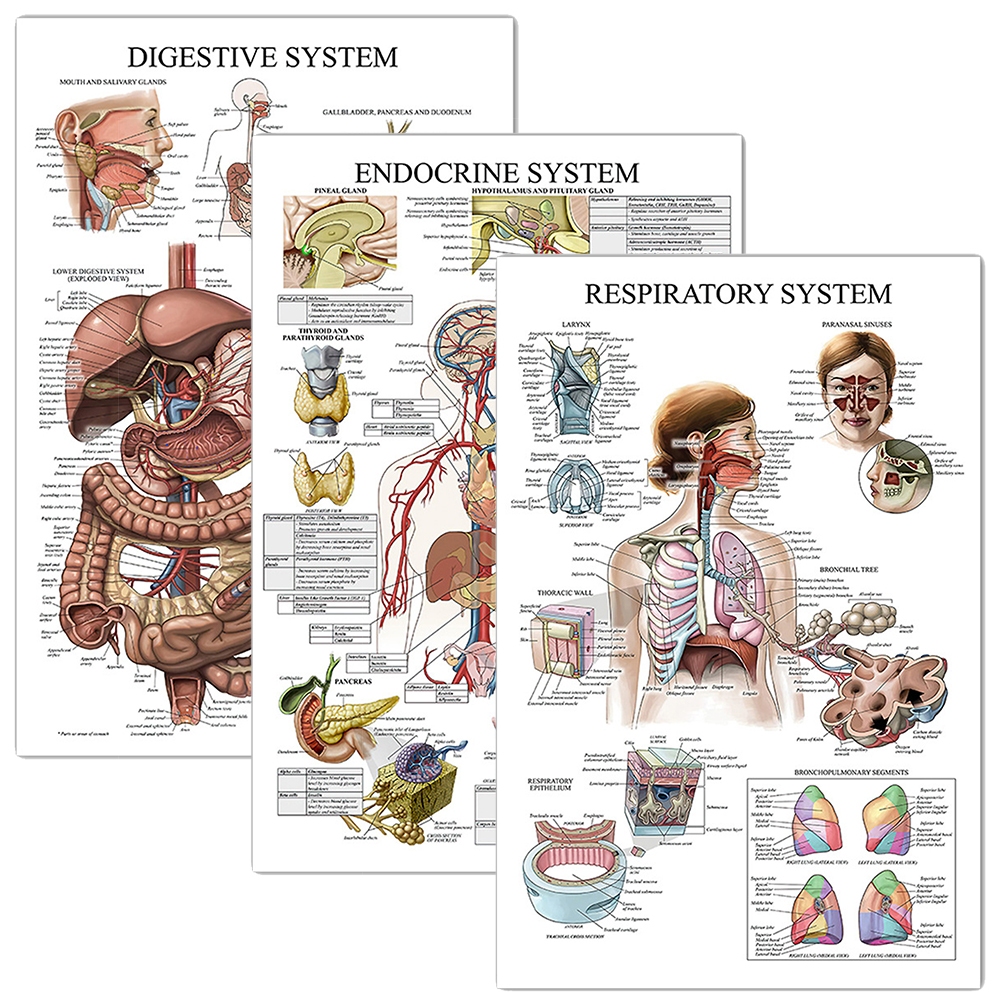 Ergonomic System System Poster Set 3 Pieces-Endocrine+Digestive ...