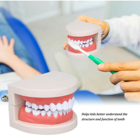 Dental Standard Teeth Teaching Model Kids Denture Model Tooth Model for ...