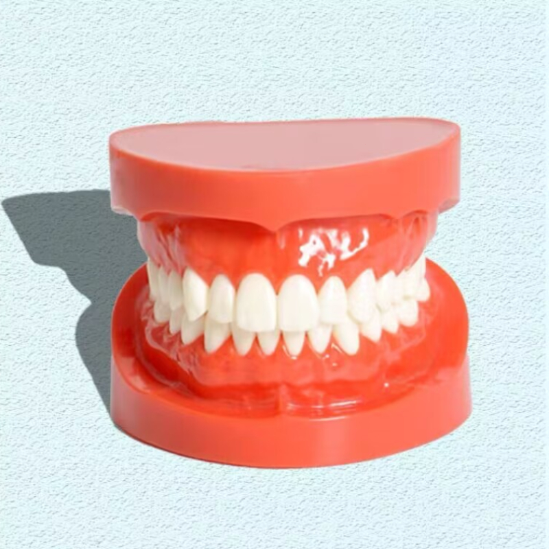 Dental Standard Teeth Model 7004 Tooth Model Typodont Demonstration ...
