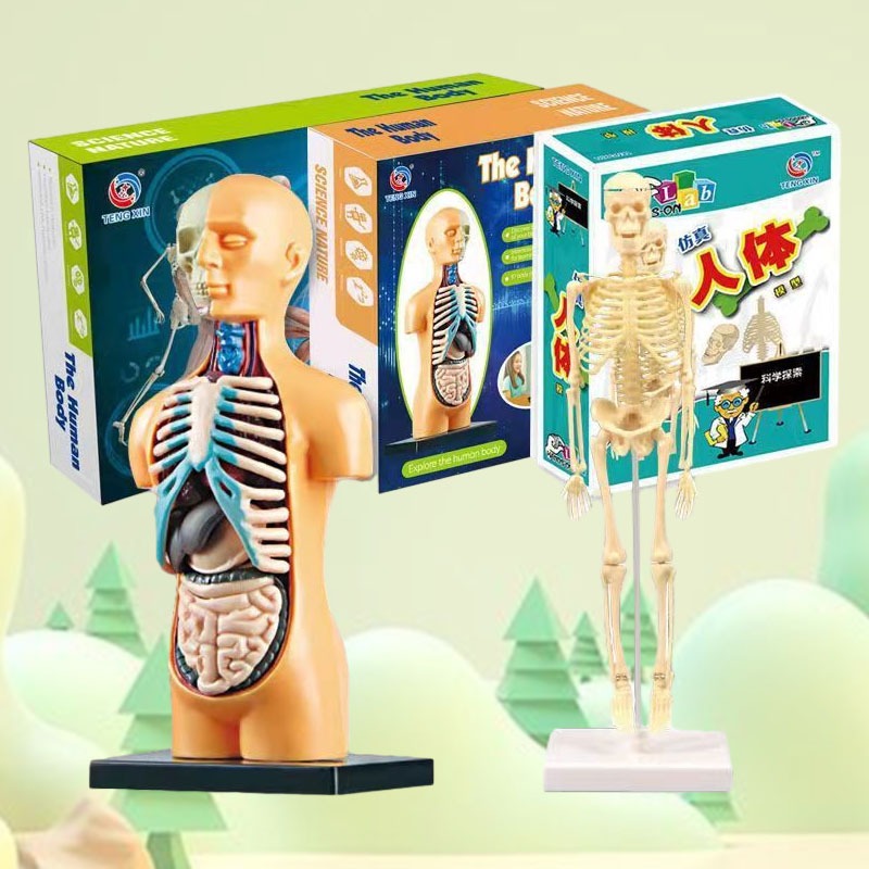 Learning Resources Human Body Model, 31 Pieces, Grades 3+, Ages 8 ...