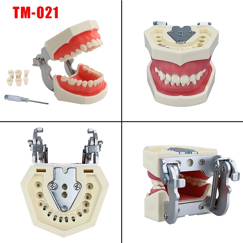Multiple Types Dental Teeth Model Teaching Models Typodont Orthodontic ...