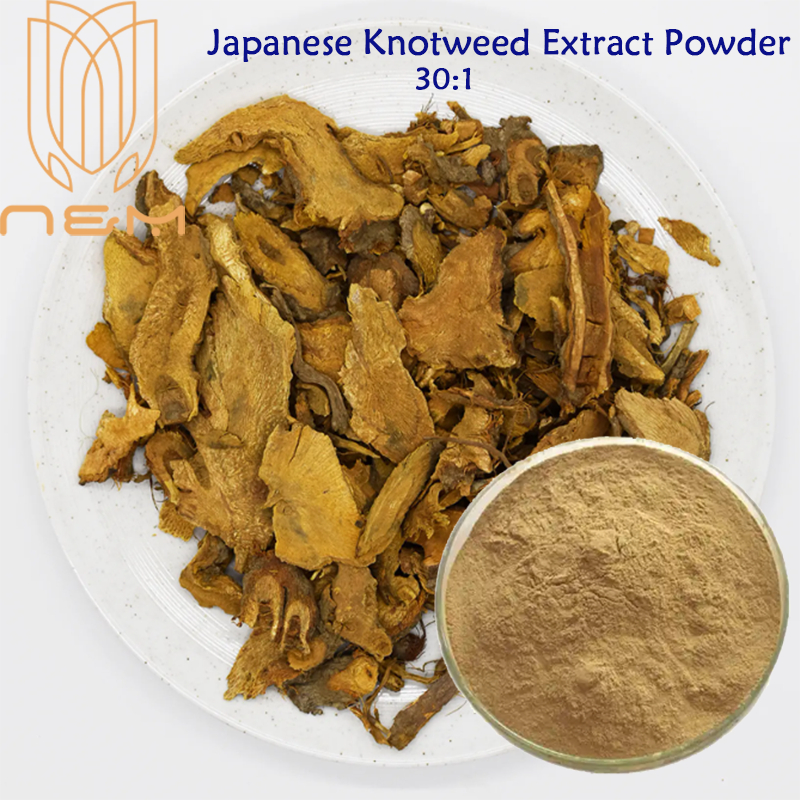 N&M/ 30:1Japanese Knotweed Extract Powder/ Polygonum Cuspidatum/ Rich ...
