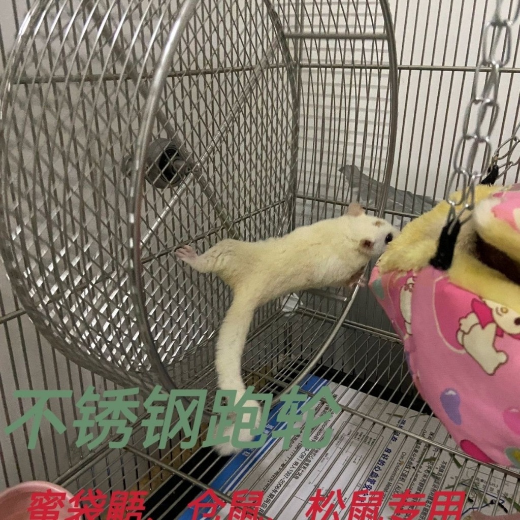 304 Stainless Steel Sugar Glider Squirrel Running Wheel Squirrel ...