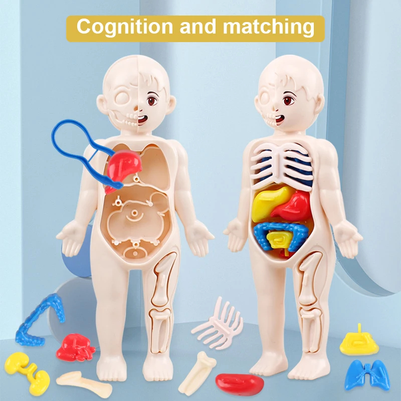 14Pcs Set Human Organ Model Children DIY Assembled Medical Early ...