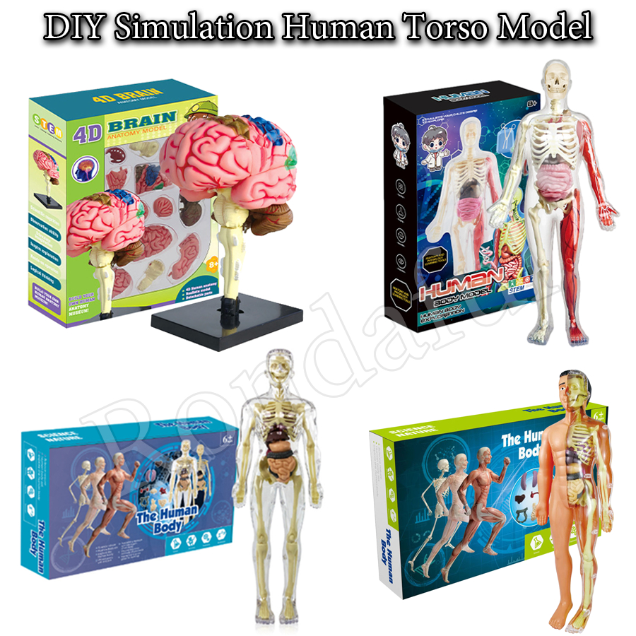 human brain model with Display Base DIY Simulated human torso model ...