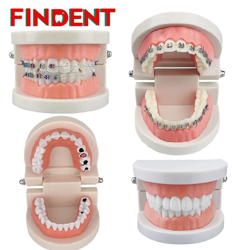 1Pcs Dental Teaching Model Standard Dental Orthodontic Teeth Model With ...