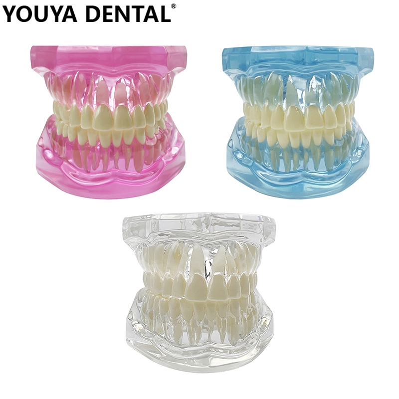 Transparent Dental Model Standard Teeth Typodont Jaw Model Teaching ...