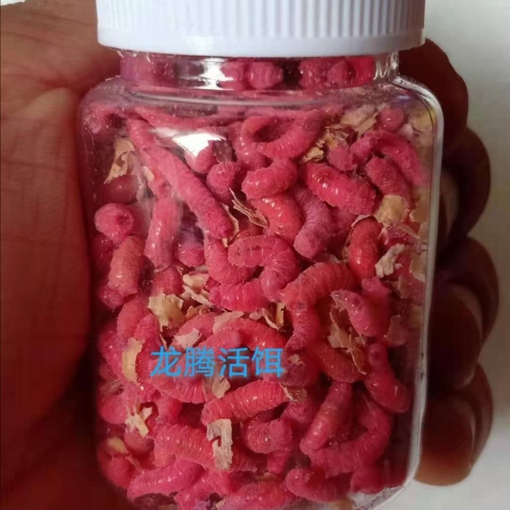 [Ready Stock] Red Maggot Burst Protection Fishing Bait Red Live Maggot ...