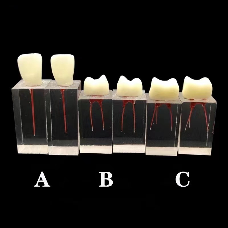 Endodontics Root Canal Endo Training Block with Crowns Endo Teaching ...