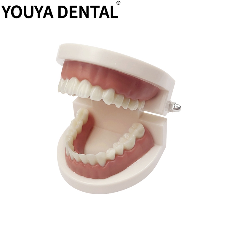 Toddler Tooth Brushing Teaching Tool Early Education Tooth Model ...