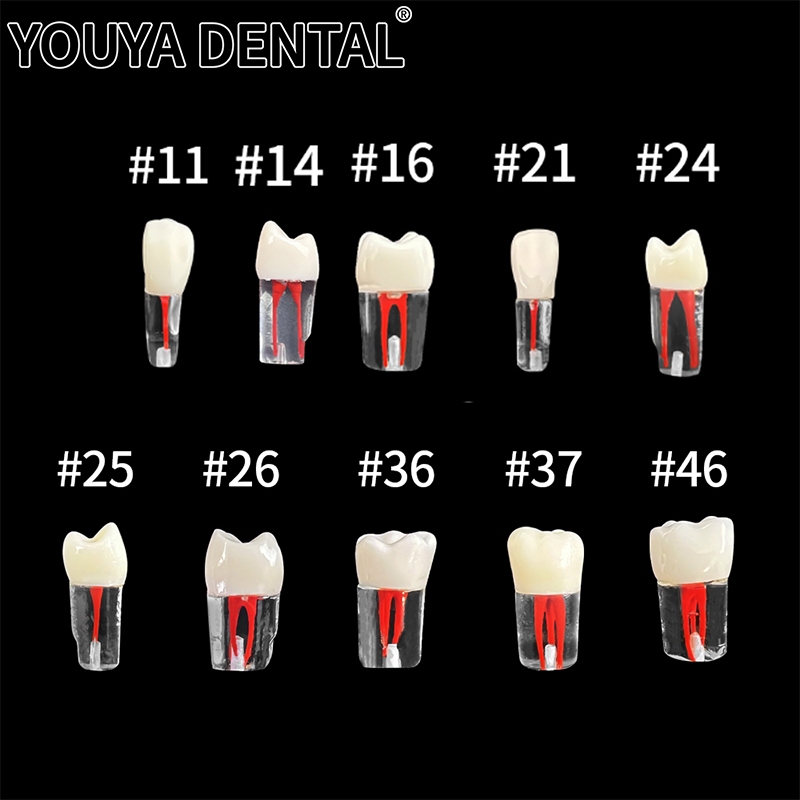 1pcs Endodontic Root Canal Practice Block RCT Pulp Cavity Dentistry ...