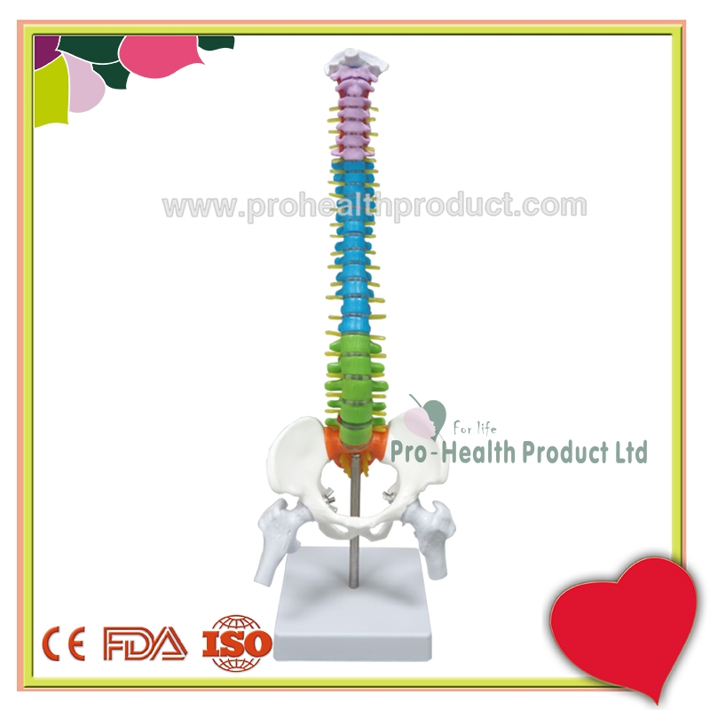 Colored Vertebrae Column Model with Disc Pelvis & Femur, 45cm | Shopee ...
