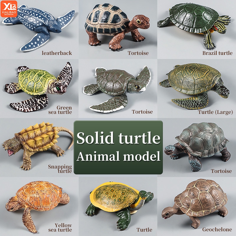 Ocean Animals Leatherback Tortoise Turtle Growth Cycle Sea Life Model ...