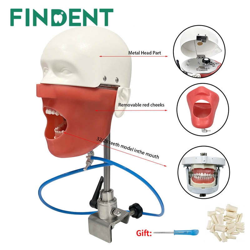 1 Set Dental simulation human head model Typodont phantom head model ...