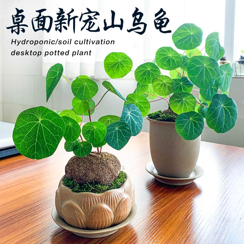 Mountain turtle climbing vine plant 山乌龟- 爬藤植物 水培/土培 易种植桌面盆栽hydroponic ...