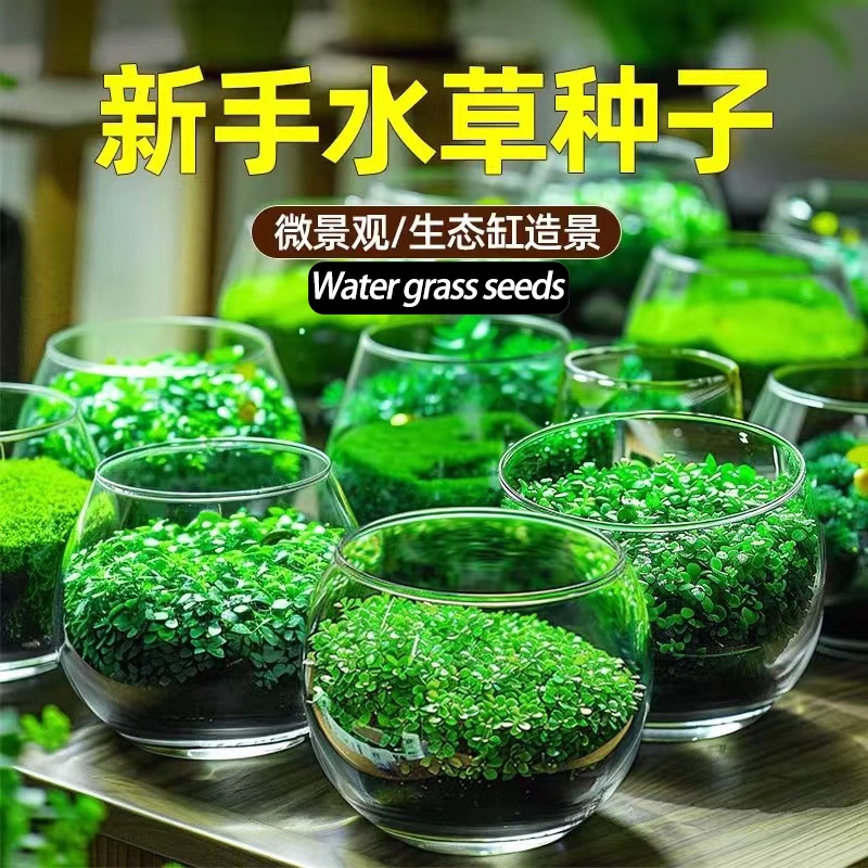 Water grass seeds 水草种子3000颗 aquarium decoration plant seeds+water grass ...