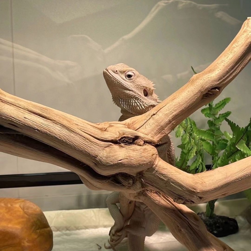 Pet Climbing Overlord Wooden Ball Rainforest Jar Landscape Guard Palace ...