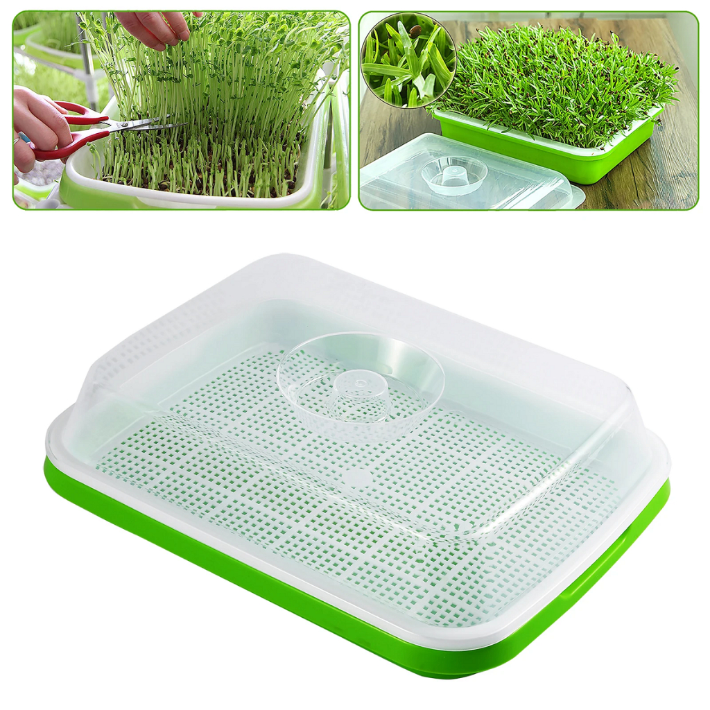 Sprouting Tray with Cover Pea Bean Wheat Seedling Germination Plate Cat ...