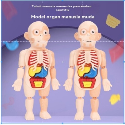 Human Body Structure Model Medical Children's Science Educational Toys ...