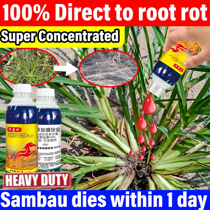Sambau dies within 1 day Racun rumput sambau Racun rumput paling ...