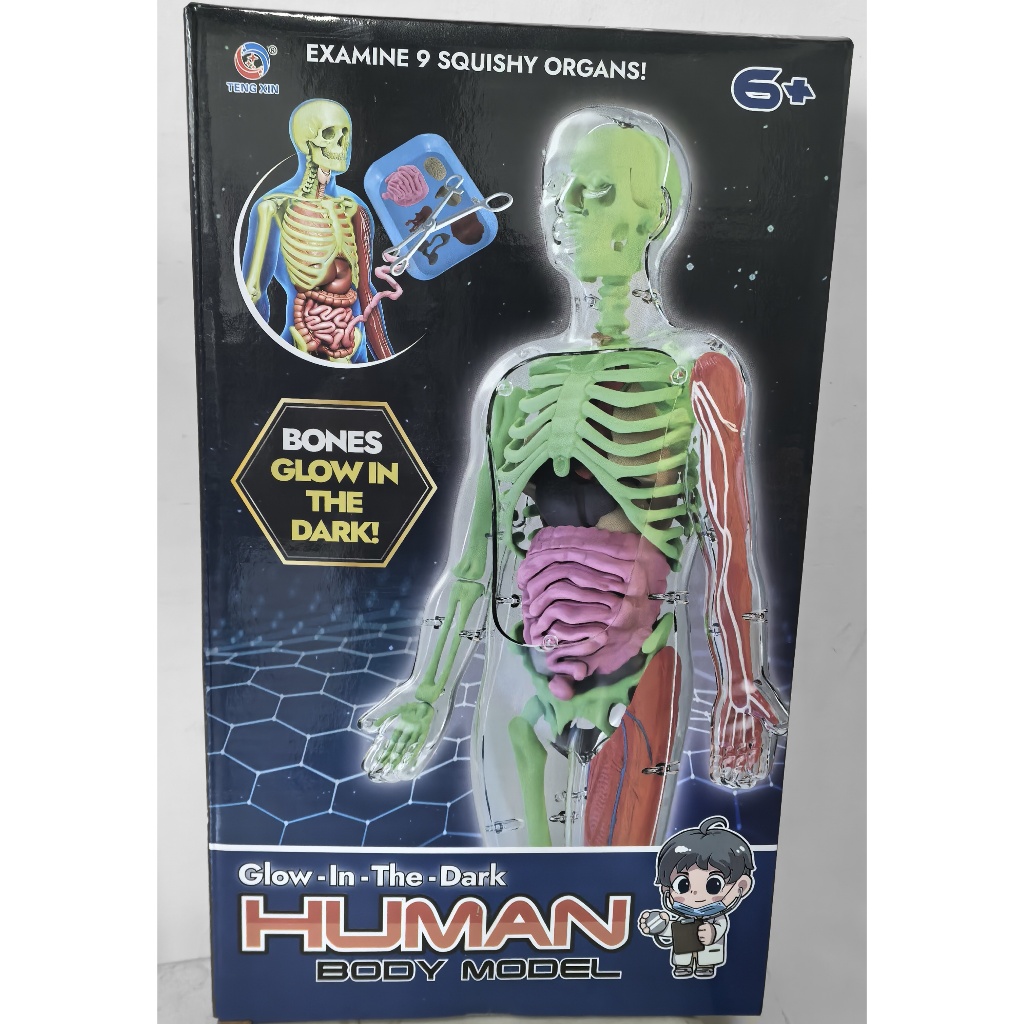 Human Body Model for Kids That Glows in The Dark - 32-Piece Interactive ...