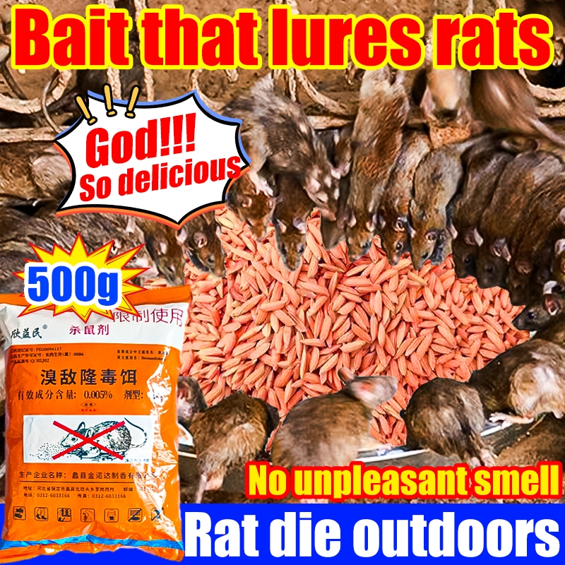 【Malay Spot】Racun tikus paling kuat dalam rumah kill rats nest in one ...