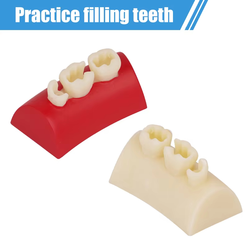 【Ready stock】Dental Inlay Exercise Model Block Composite Resin Filling ...