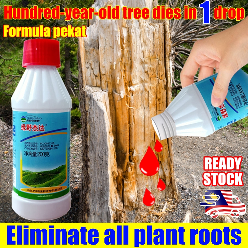 Hundred-year-old tree dies in 1 drop racun pokok besar Eliminate all ...