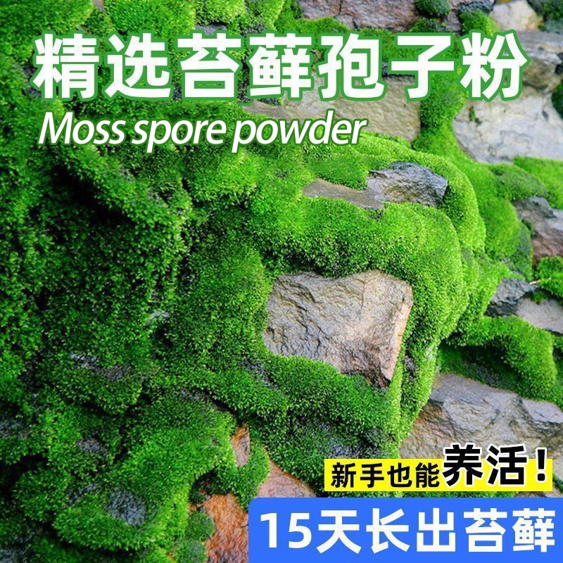 Moss spore powder (planted in all seasons) 苔藓孢子粉 微景观植物 假山/盆栽造景种子Micro ...