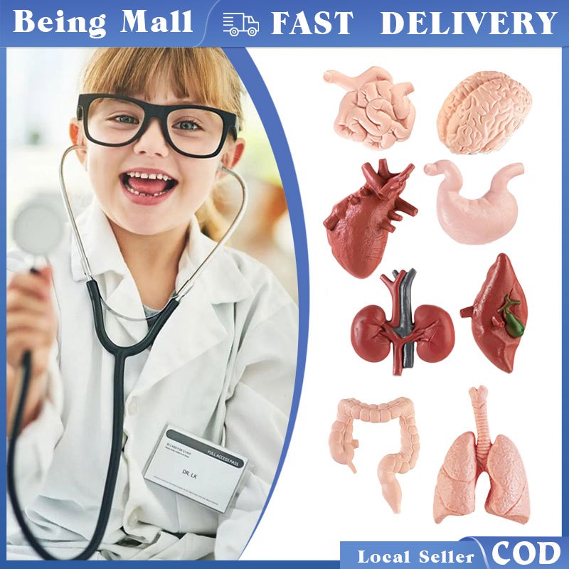 8Pcs Simulation Human Body Organ Models Toy Anatomy Organ Model Toy ...
