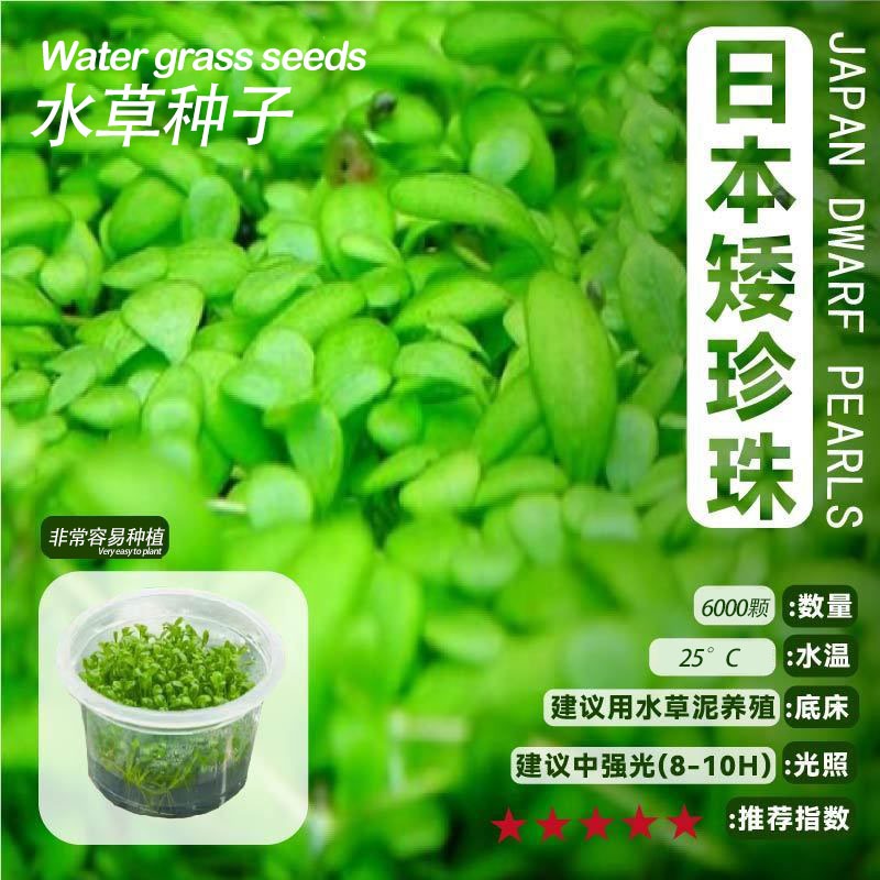Water Grass Seeds - Japanese Pearl Grass 水草种子-日本珍珠草 Fish Tank Scenery ...