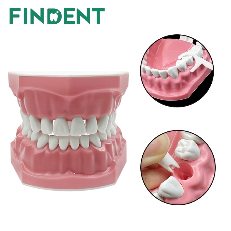 1pcs Dental Model Teeth Teaching Model Plastic Removable Teeth Model ...