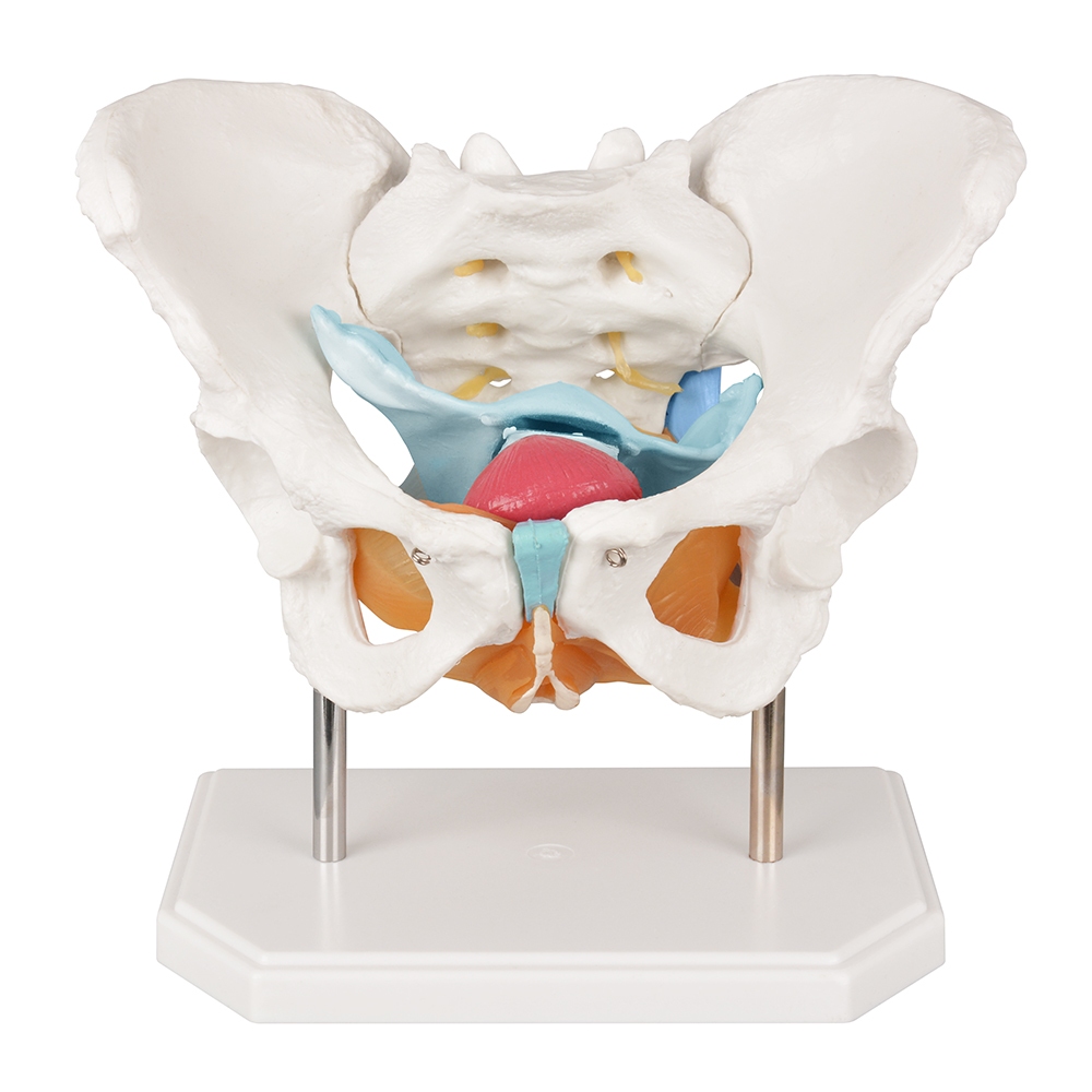 Female Reproductive and Pelvic Bone edducational Model (Vertical ...