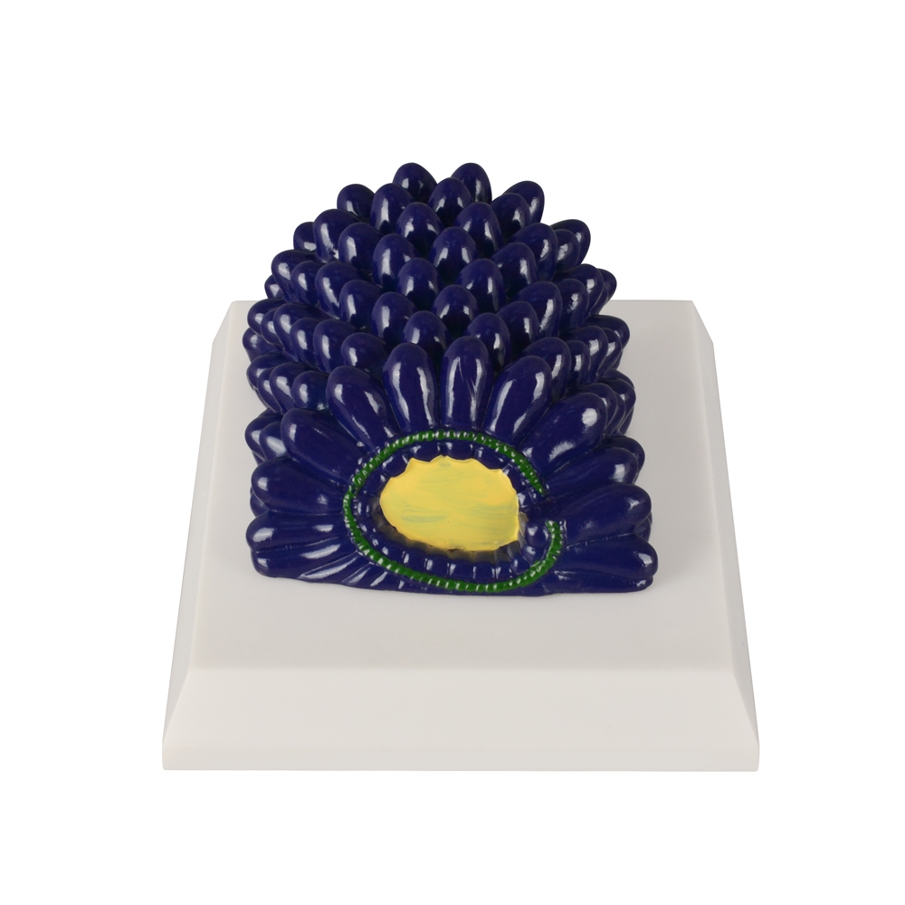 Rabies Virus (Rod-shaped) anatomy educational Model for school study ...