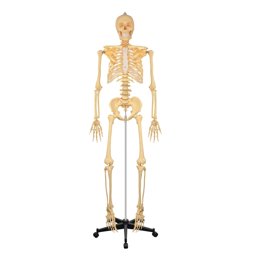 170cm Male Thoracic Skeleton Model for education study | Shopee Malaysia