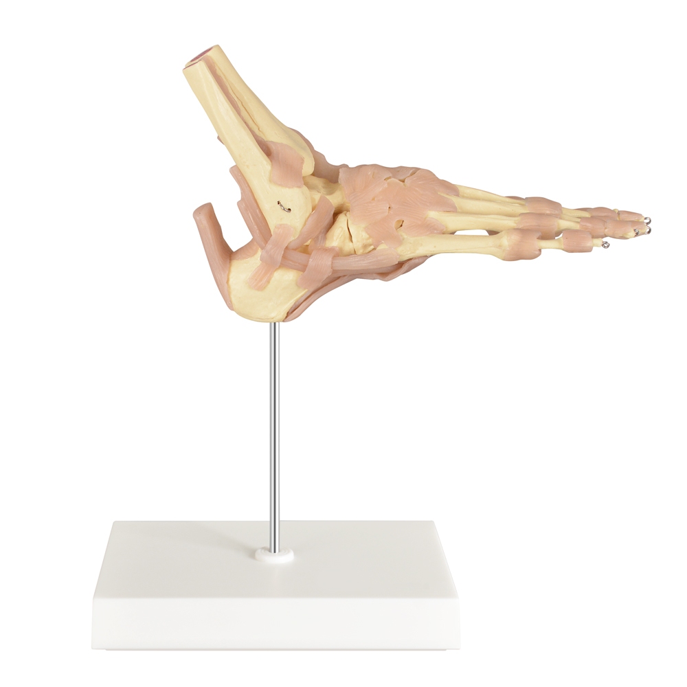 European Style Ankle Joint Model | Shopee Malaysia