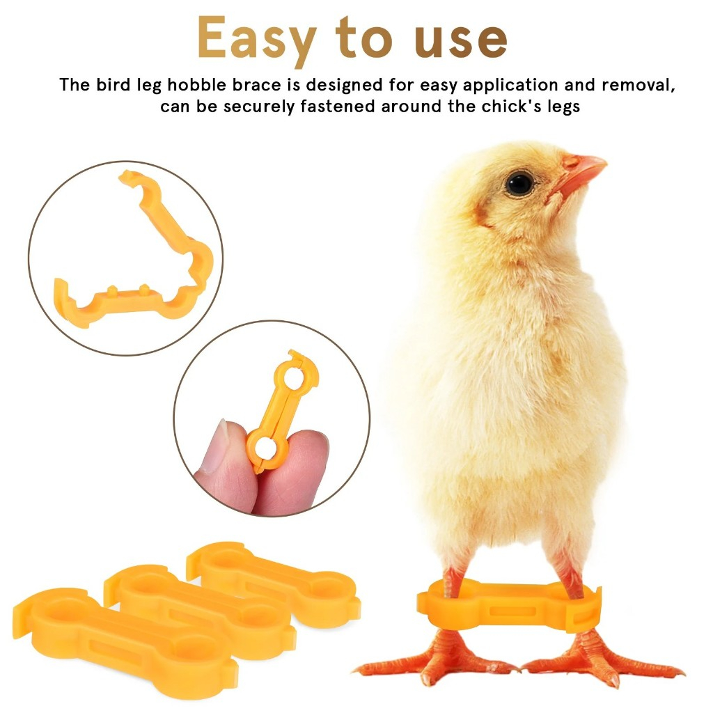 Bird Corrector Chicken Parrot Bird Leg Stabilizer Corrects Chicks ...