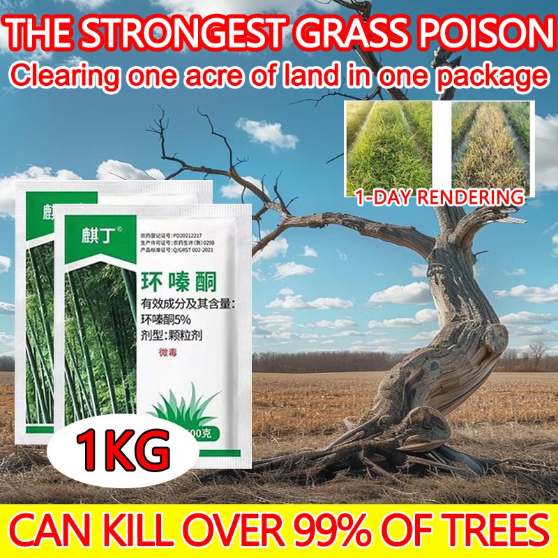 Killing a thousand year old tree only takes one day 1KG Racun pokok The ...
