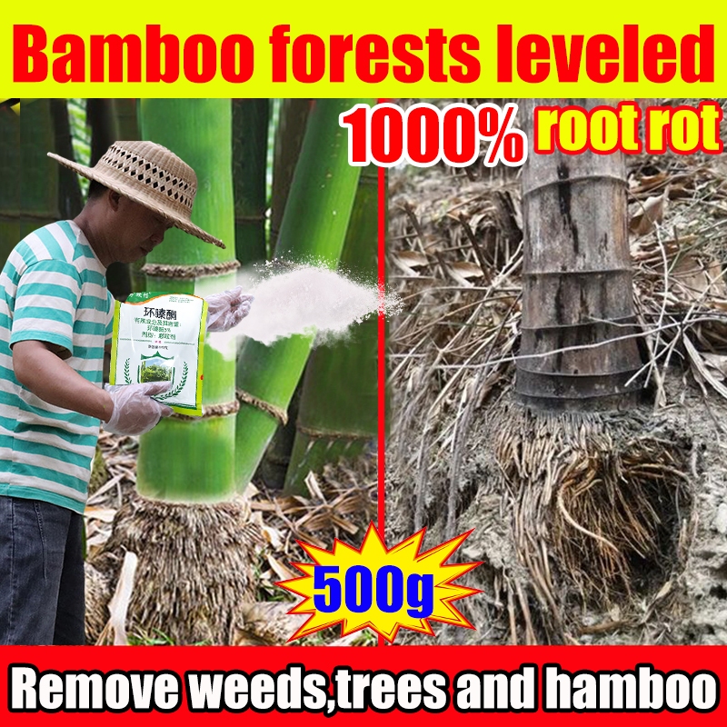 The roots rotted in 1 day!! Racun Rumput & Pokok Clear trees, bamboo ...
