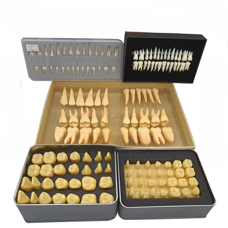 Dentist Dental Students With Tooth Structure And Practice Tooth Carving ...